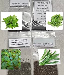 Amazon.com : Vietnamese herb Seed Set 4 Types Hat giong rau Kinh gioi ...