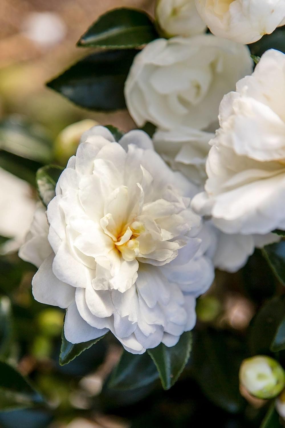 Amazon.com : Southern Living October Magic Bride, Camellia sasanqua ...