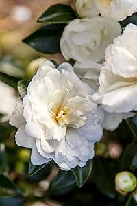 Amazon.com : Southern Living October Magic Bride, Camellia sasanqua ...