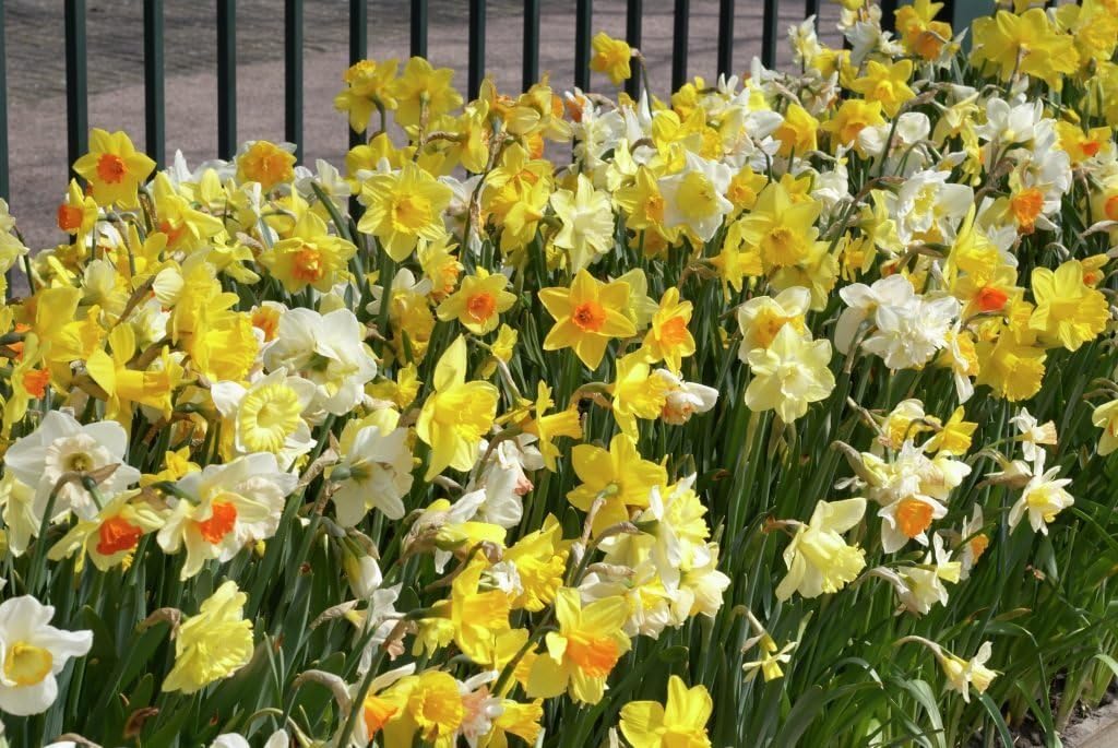 Amazon.com : Daffodil Naturalizing Landscaper Mix (50, Bulbs) : Patio ...