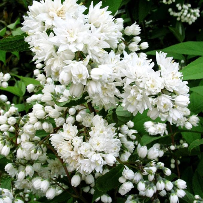 Deutzia Scabra-Also Called Fuzzy Deutzia- Graceful White to Pink ...