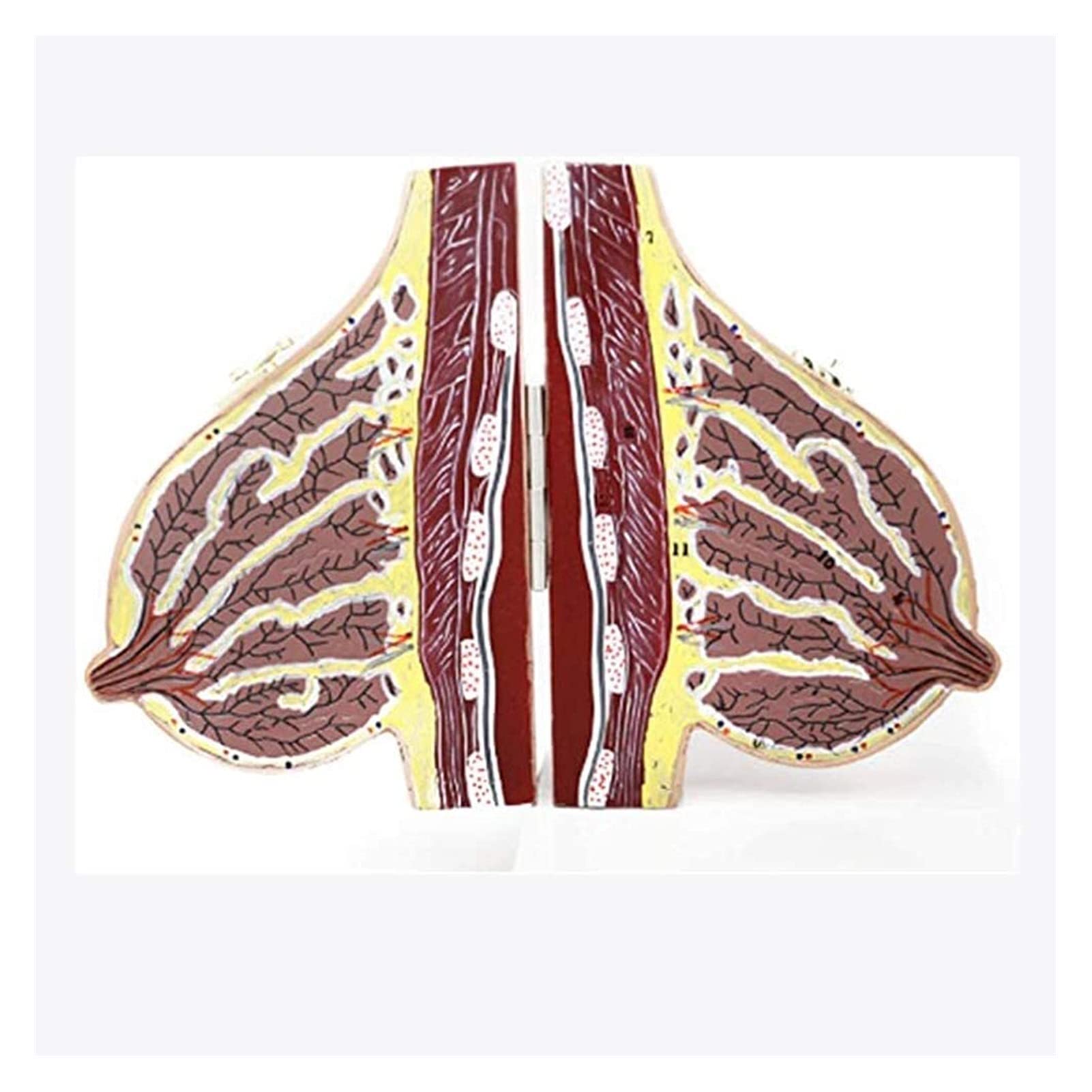 Buy LAErper Teaching Model, Anatomy Model Anatomical Human Female Chest ...