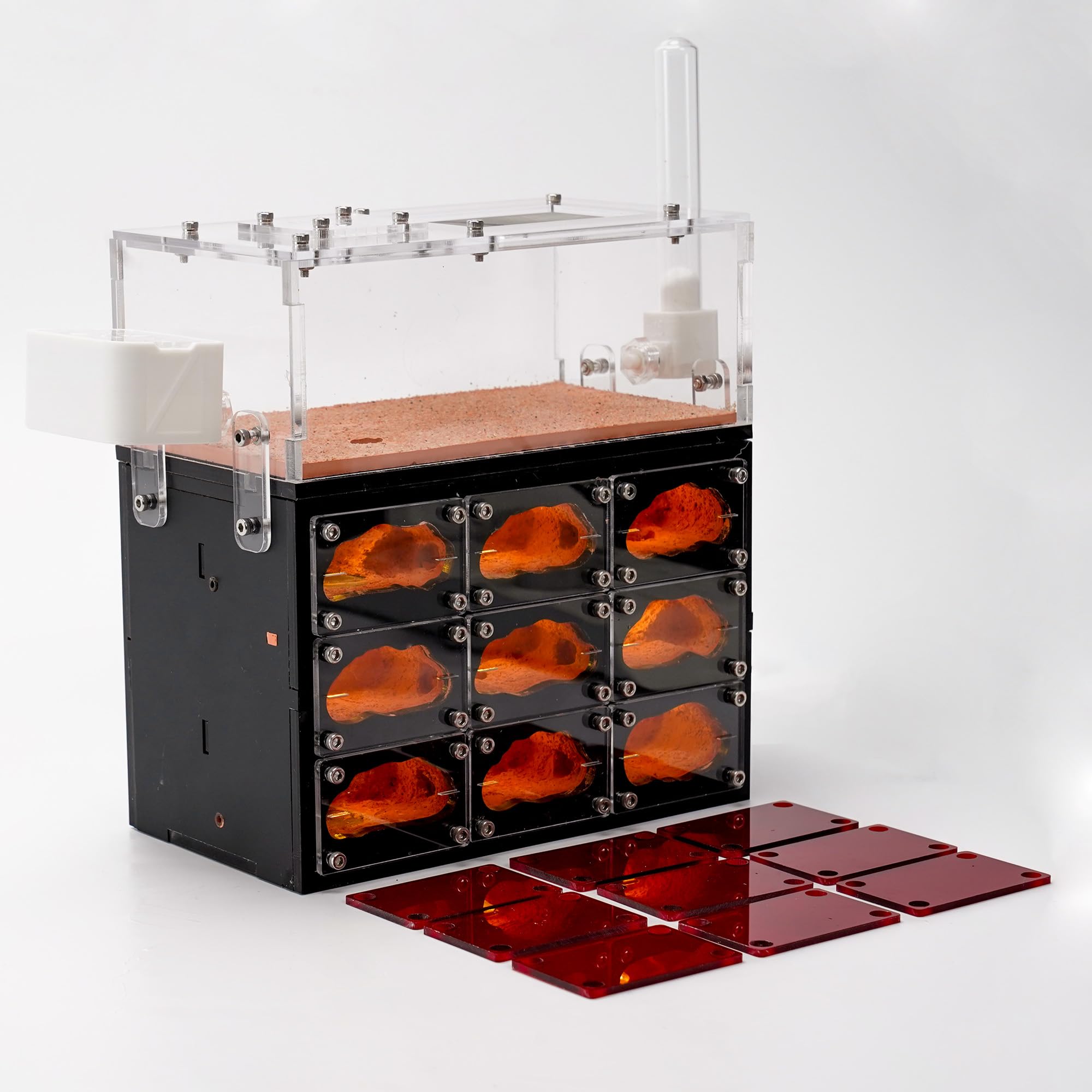 Amazon.com : Ant Farm for Live Ants with Inner Lights - Large Viewing ...