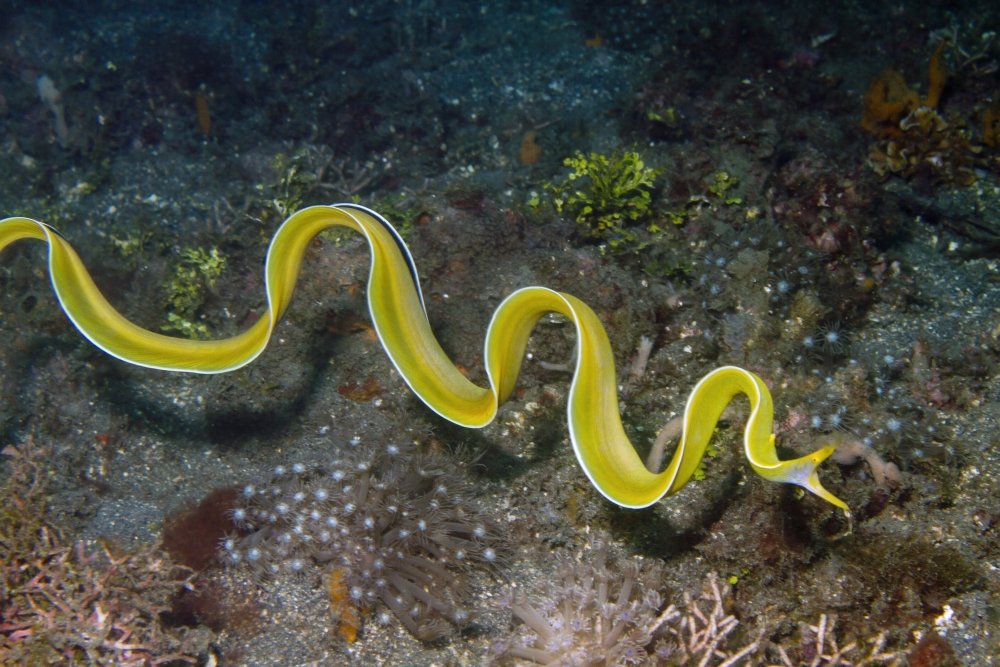 Ribbon Eel
