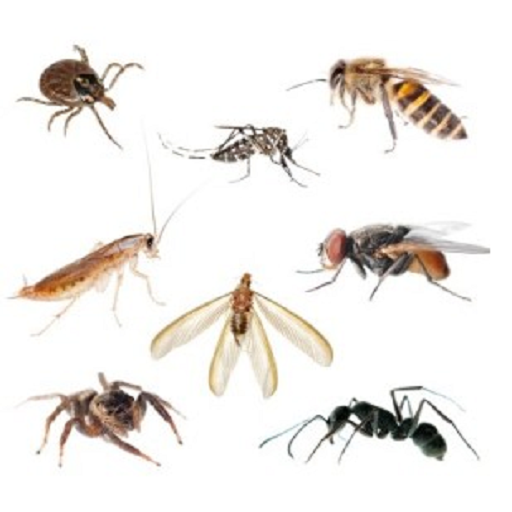 Getting Rid of 7 most hated bugs - App on Amazon Appstore