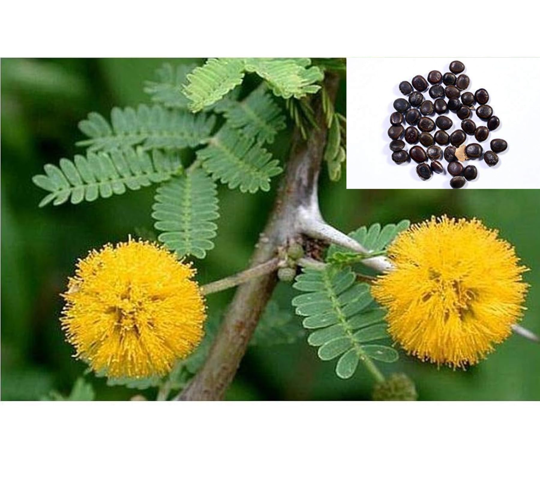 Buy SRI SAI FORESTRY Babul Acacia Nilotica Tree , Babool Seed, Fast ...