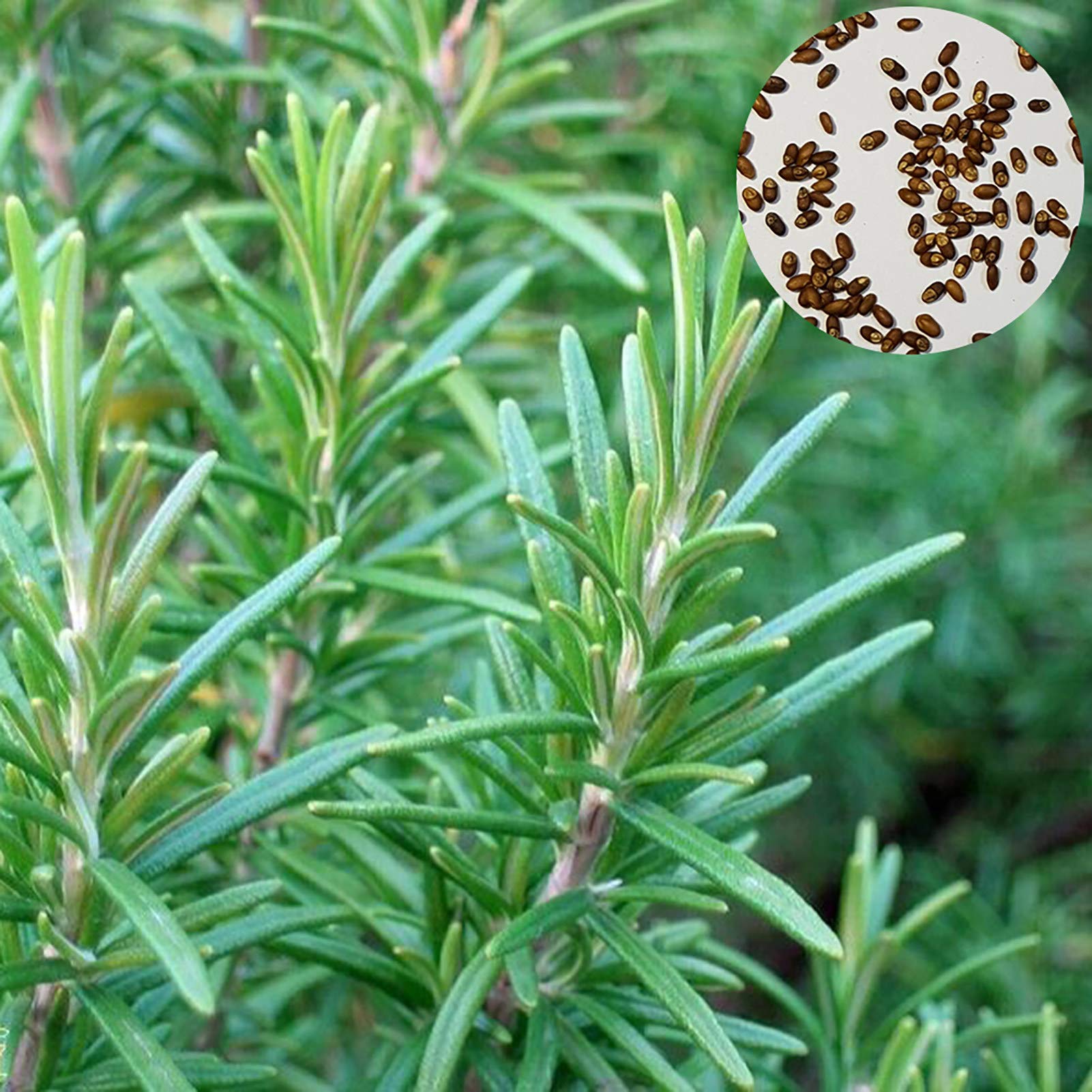 Vegetable Plant Seeds Rosmarinus Officinalis Seeds 1 Bag Rosemary Seed | Desertcart South Africa
