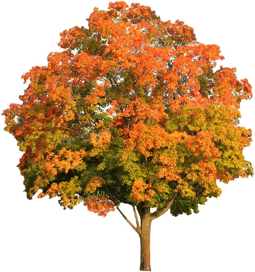 Amazon.com : Sugar Maple Tree Seedlings for Planting | Live Tree ...