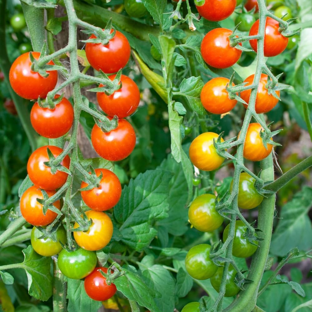 Amazon.com : Set 4 Tomato Plants, 4-8 Inch Tall Cherry Tomato Plants ...