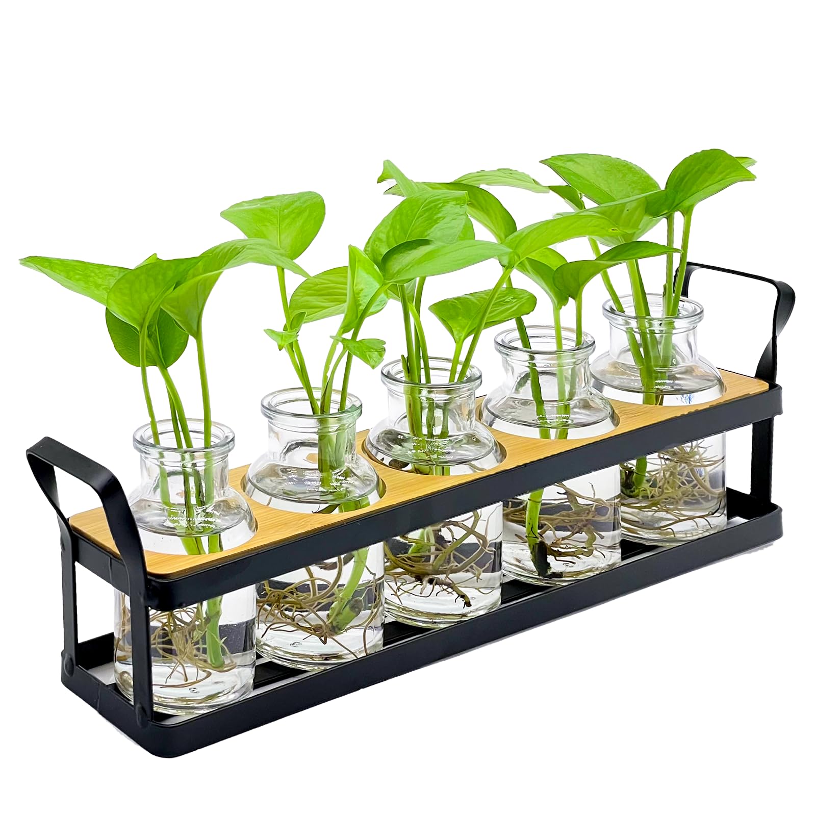 Amazon.com: Quuavio Plant Propagation Stations with Metal Stand ...