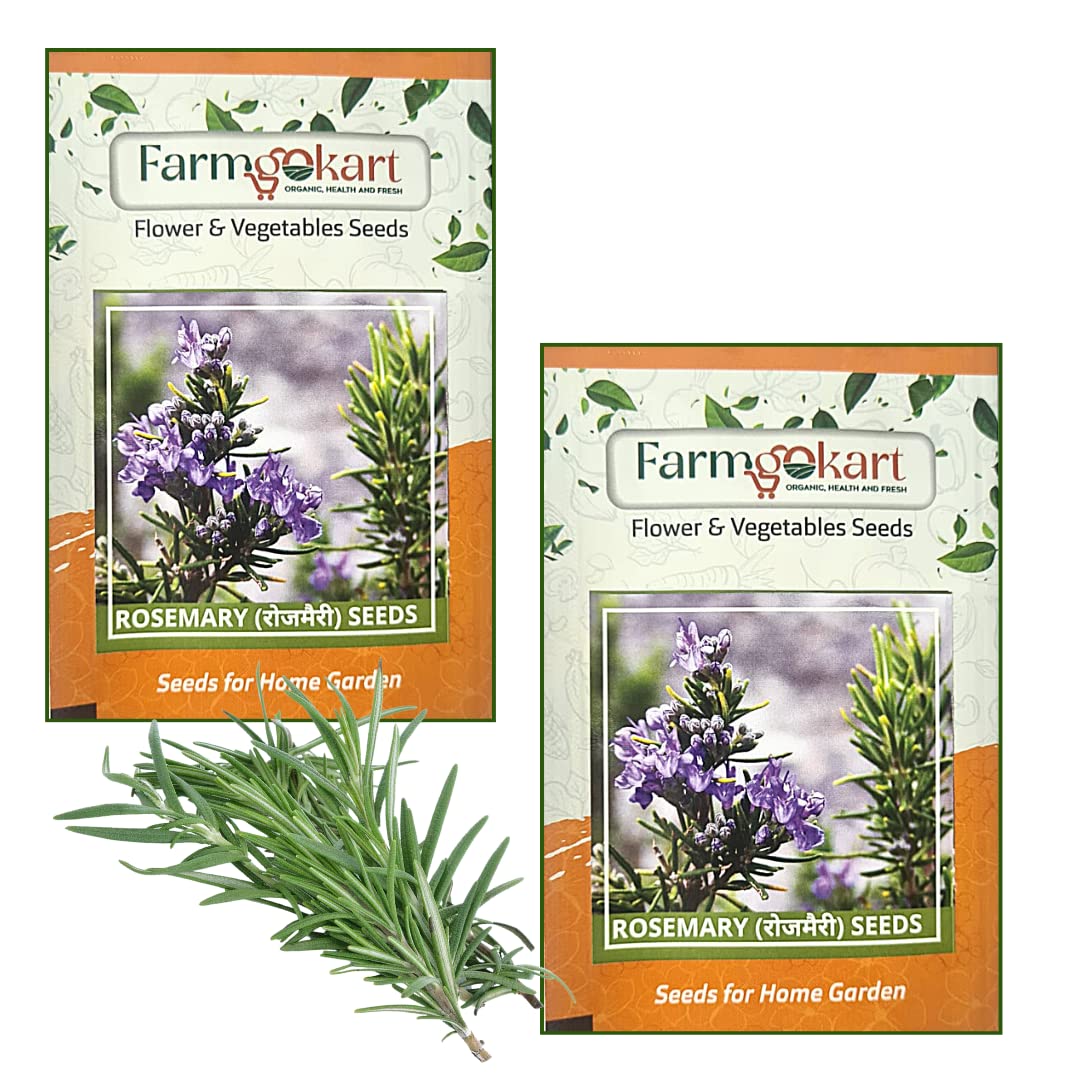 2 Packets of ROSEMARY SEEDS |Easy To Grow | Best Suitable For Terrace ...