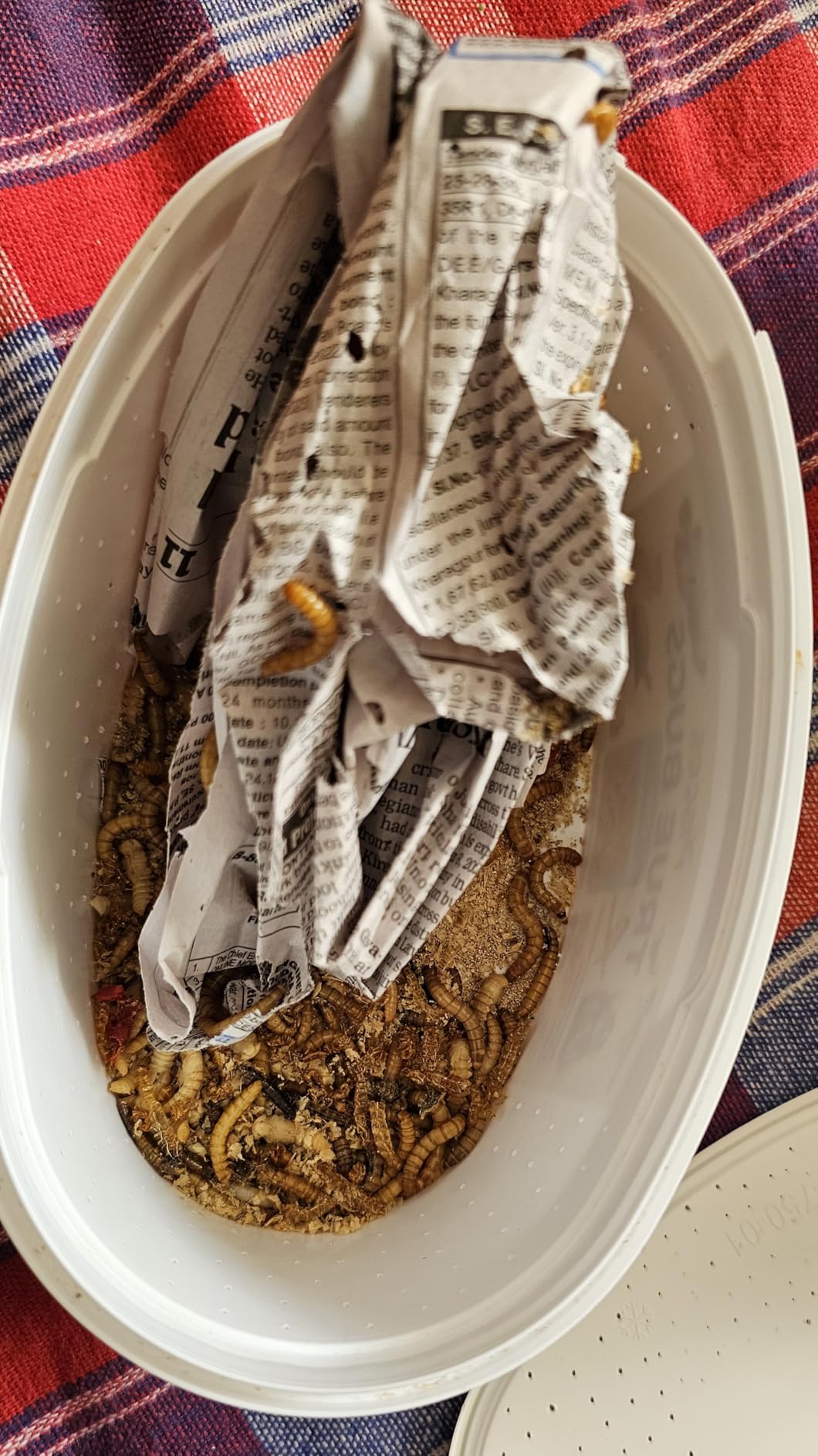 True Bugs Larvae MEALWORMS 200 pcs | for All Life Stages Aquarium Fish ...