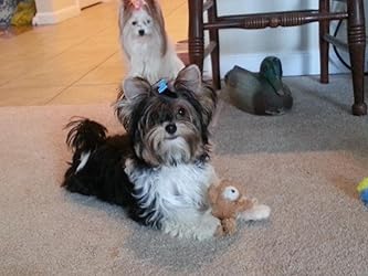 Amazon.com: Systane Ultra Lubricant Eye Drops, Artificial Tears for Dry ...