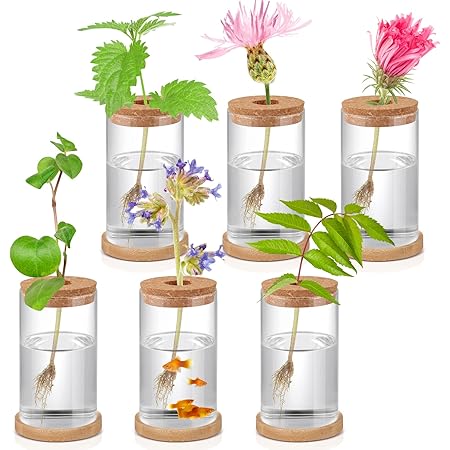 Amazon.com: 6 Pcs Plant Terrarium Desktop Glass Planter Plant ...