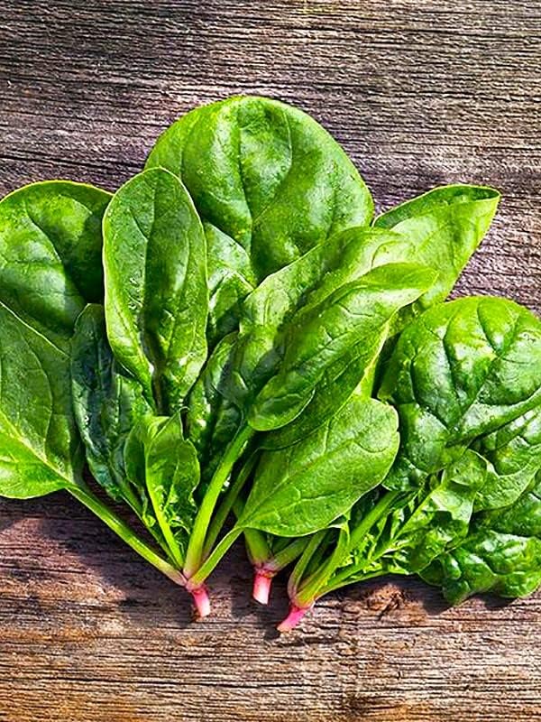 Amazon.com : All-Year-Round Large Variety Spinach Matador 100+ Seeds ...