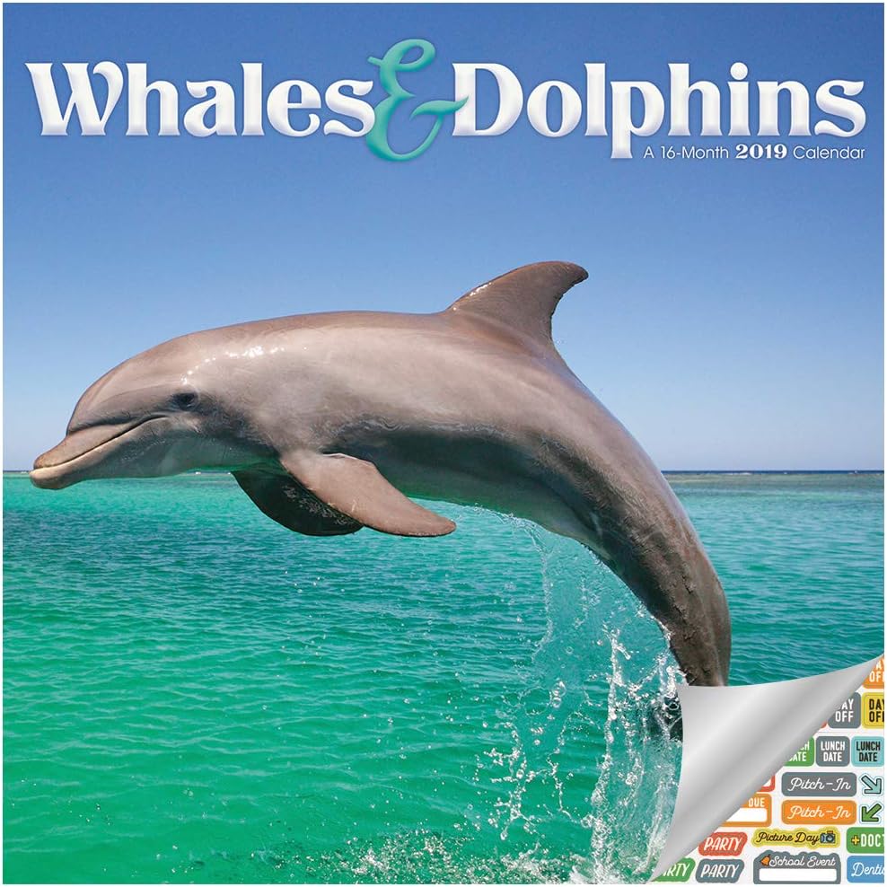 Amazon.com: Whale and Dolphin Calendar 2019 Set - Deluxe 2019 Whales ...