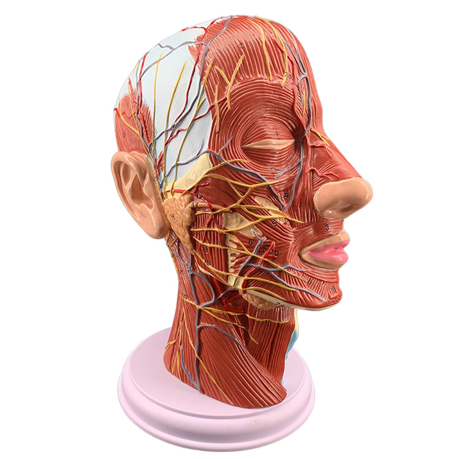 Libai Scientific Human Head Model Anatomy Mode Features Half Head ...