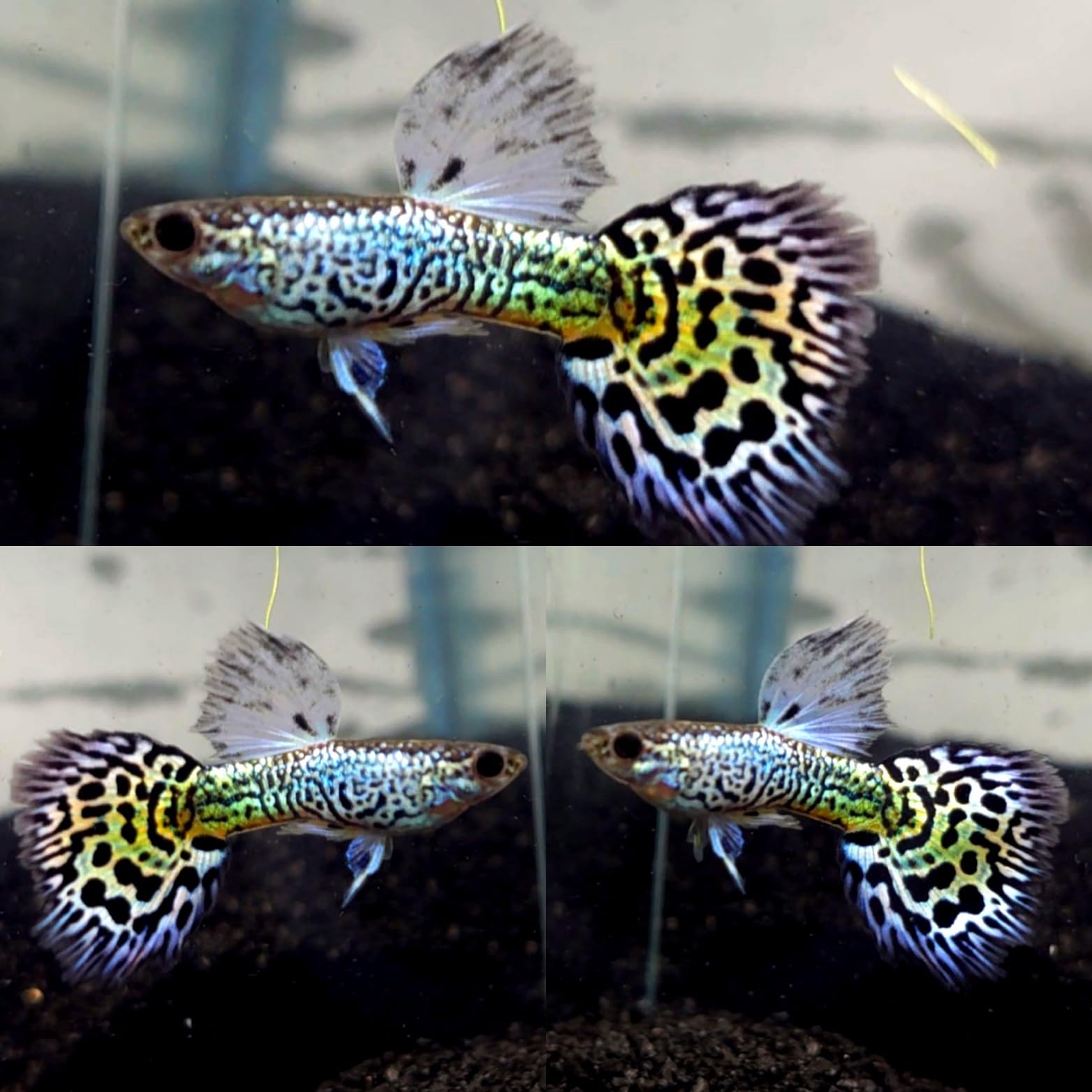 Snakeskin Guppy