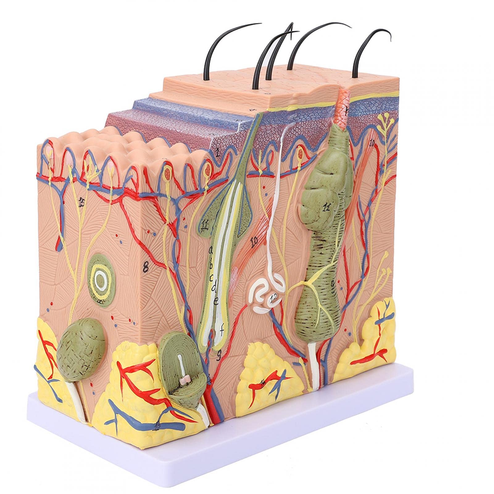 Skin Anatomy Model Skin Magnified Model 50x Skin Model Biology ...