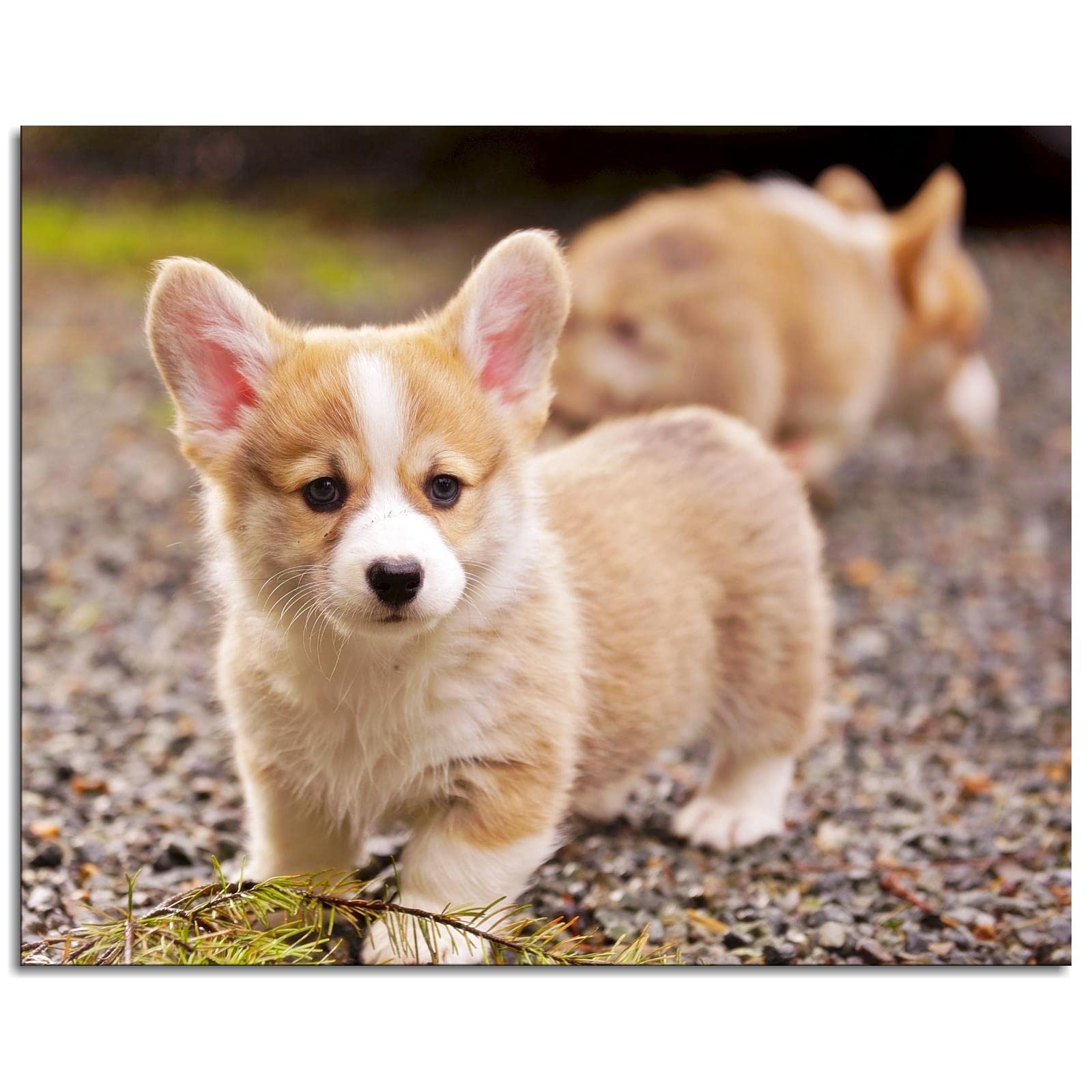 Welsh Corgi Puppies Wallpaper