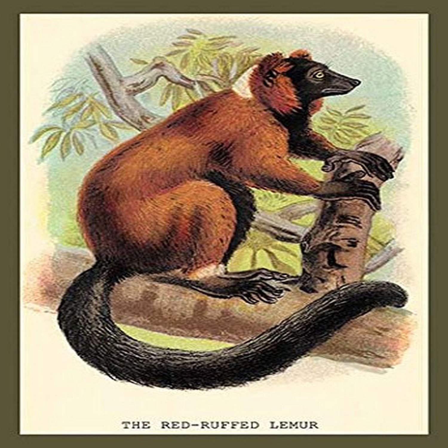 Amazon.com: Buyenlarge 0-587-15622-8-P1218 The Red Ruffed Lemur Paper ...