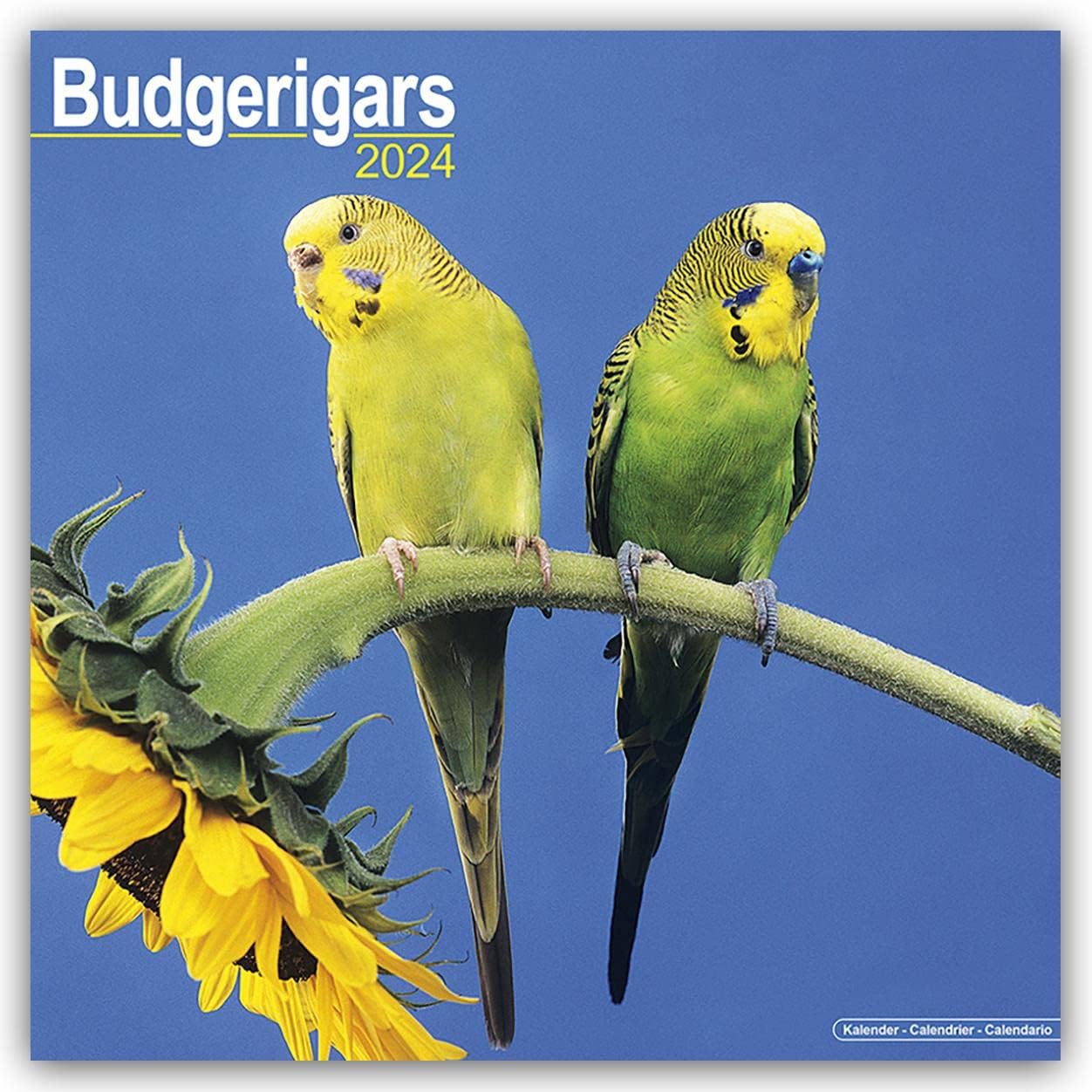 Budgerigar Calendar 2024 | Square Bird Wall Calendar - 16 Month ...