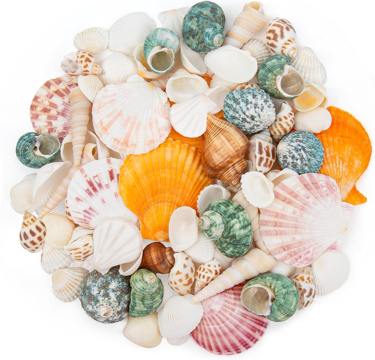 Sea Shells for Crafts - About 12 Kinds Beach Natural Mixed Seashells (0 ...