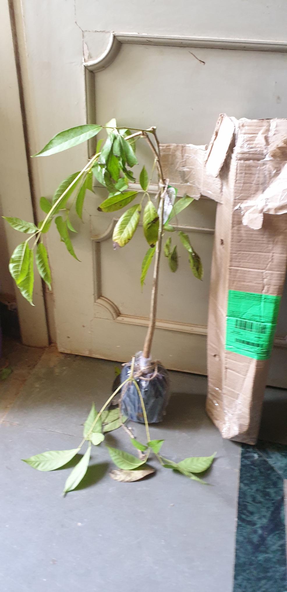 PlantsShip Tabebuia Rosea,Pink Trumpet Tree,Pink Tecomo, Rosy Trumpet ...