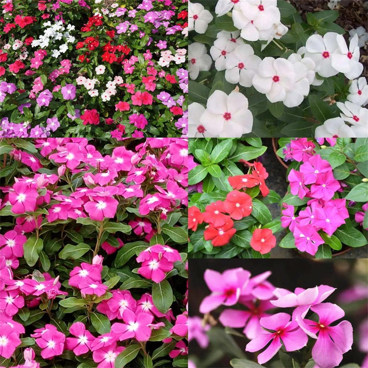 Amazon.com: OHXSM 100 Mixed Seeds Periwinkle Vinca Rosea Dwarf ...