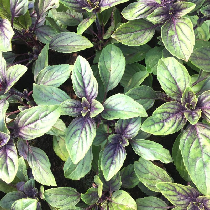 Amazon.com : 2 African Blue Basil Plants Live, Live Basil Plant, 4 to 6 ...