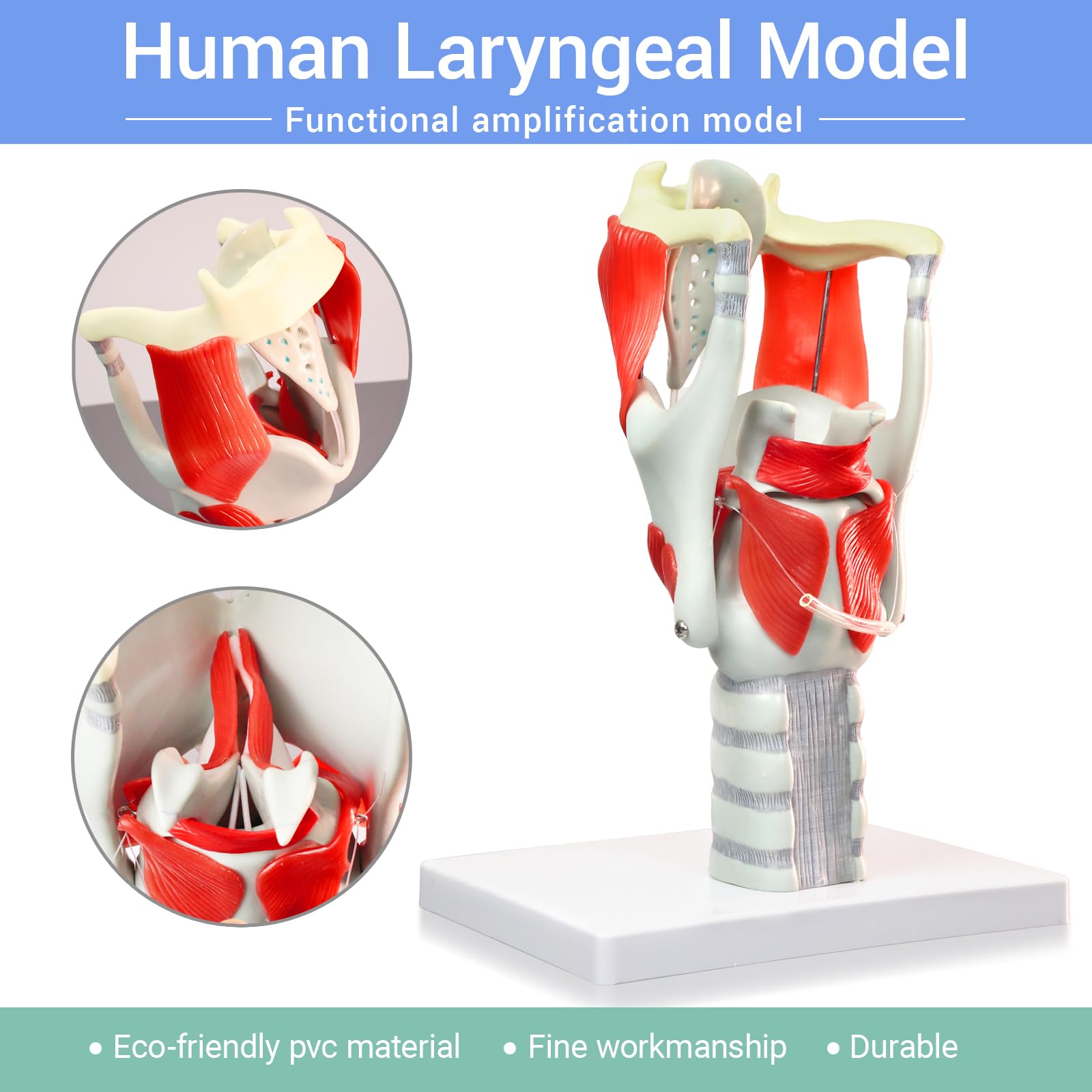 Human Larynx
