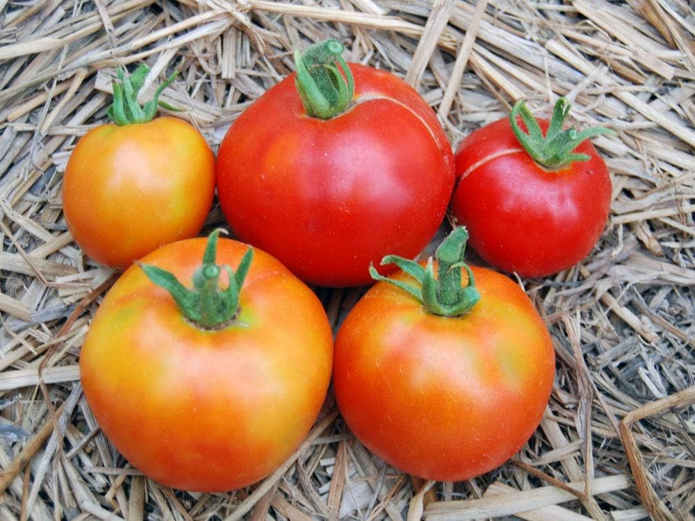Amazon.co.jp: 【SEED】Heirloom Tomato® Valiant エアルーム・トマト・ヴァリアント(10 seeds ...