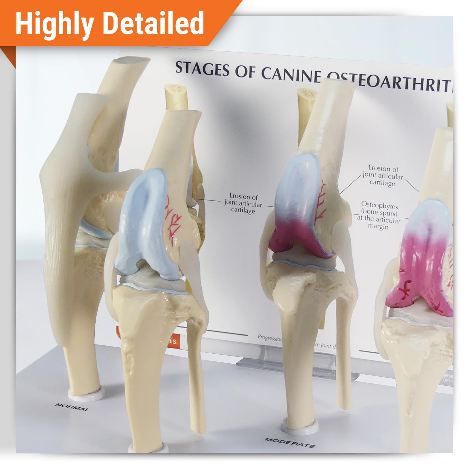 Snapklik.com : 4-Stage Canine Knee Model Set, Degenerative Joint ...