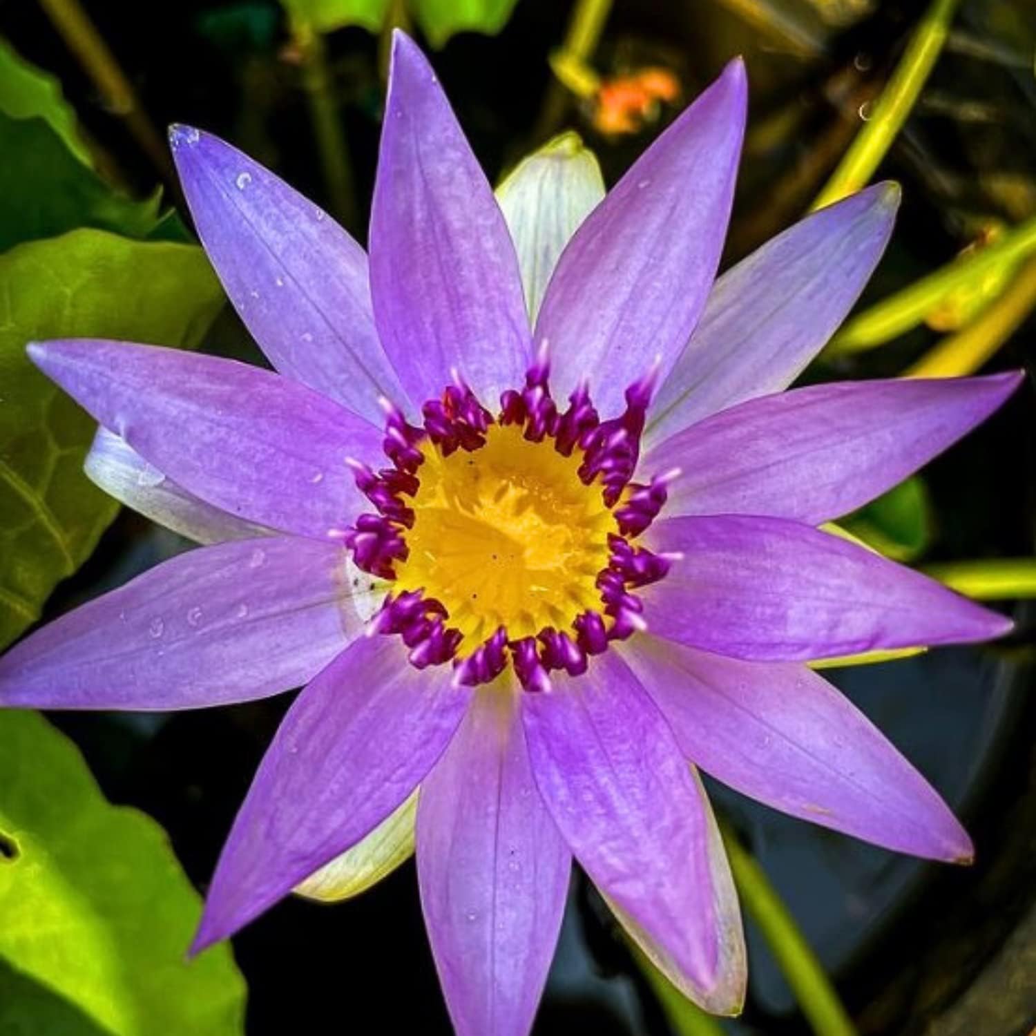 Amazon.com : Mainam Mixed Colorful Tropical Water Lily Tuber Live ...