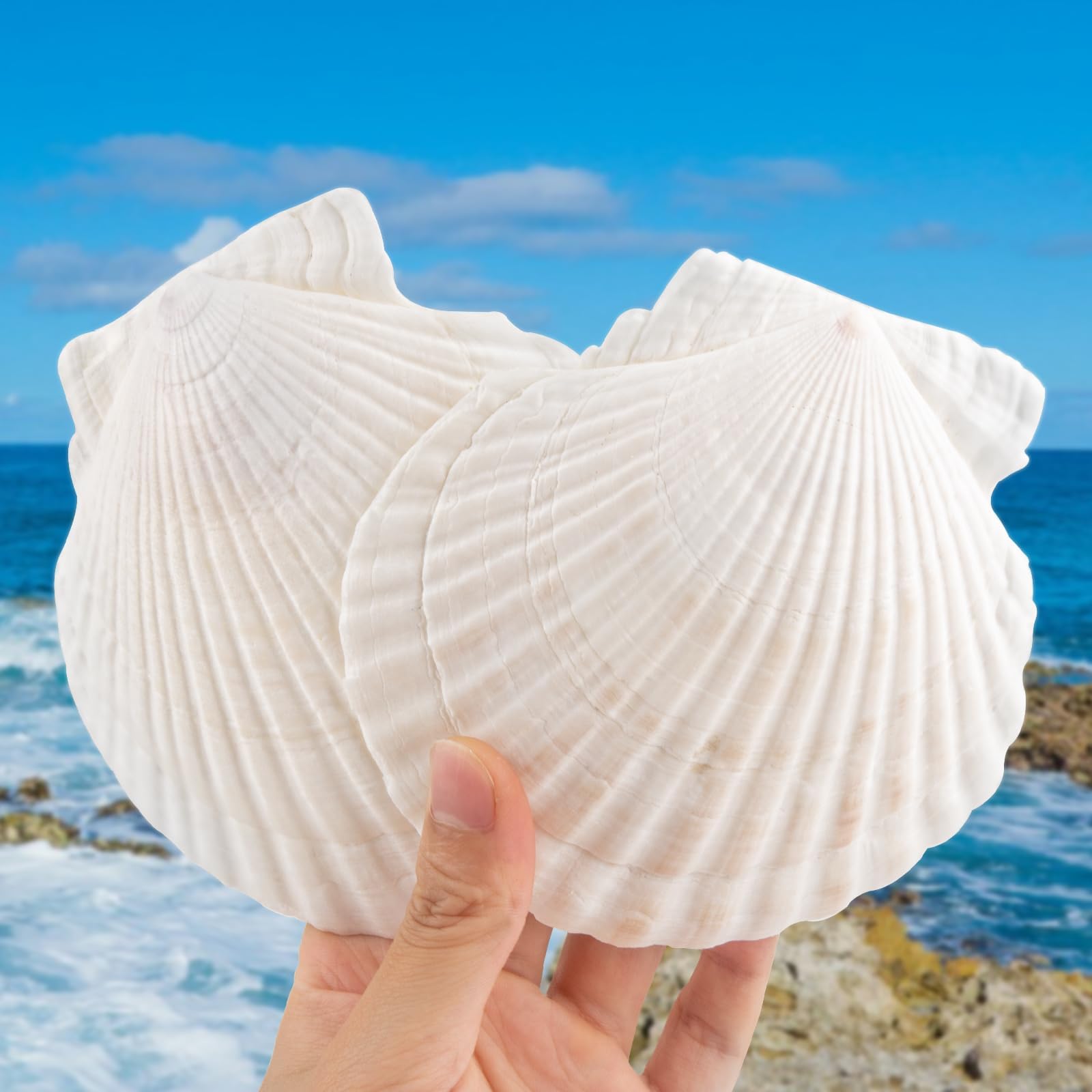 Amazon.com: Jangostor 10 PCS Scallop Shells Natural Seashell, 4" to 5 ...