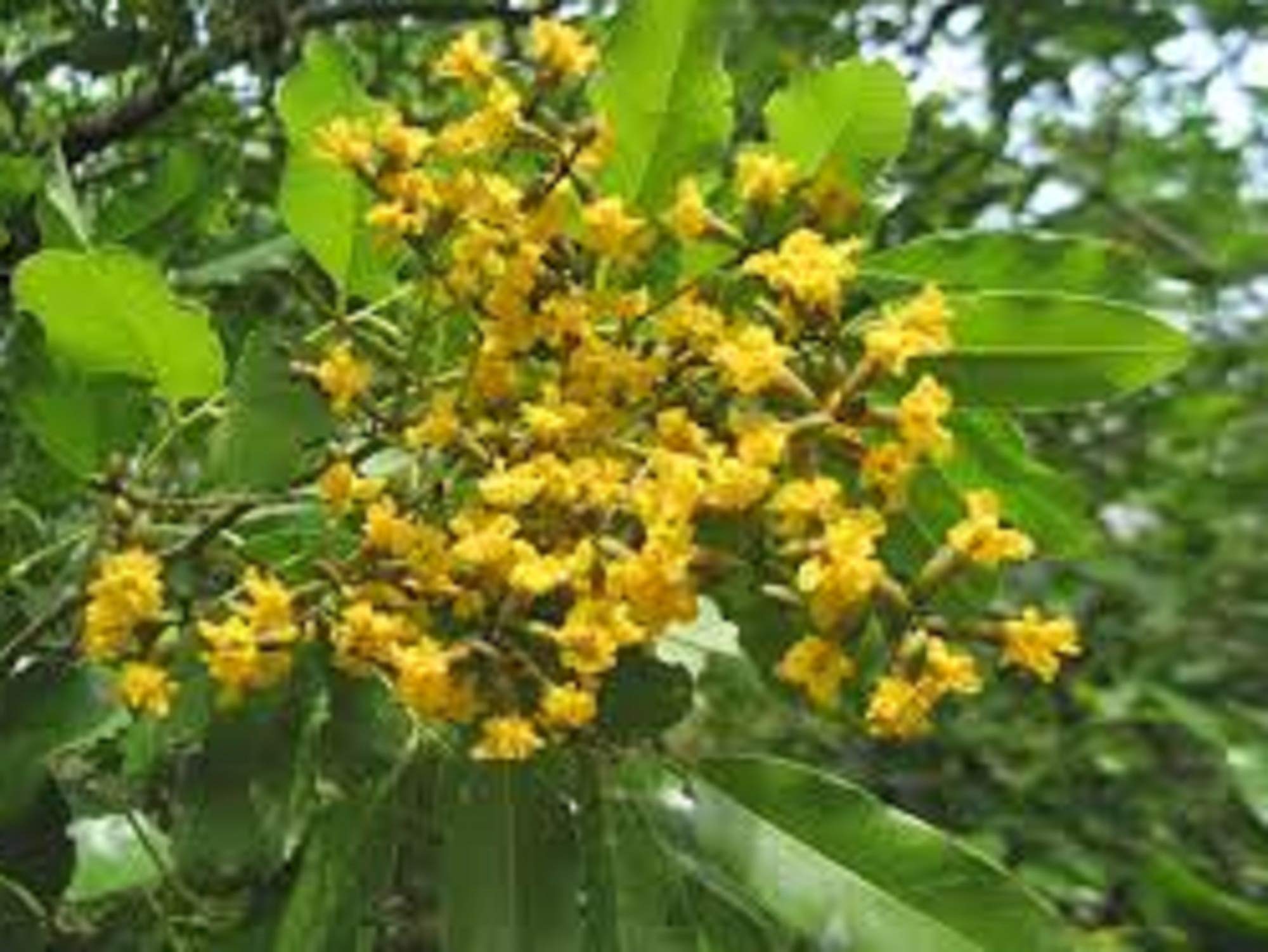 Indian Kino Tree