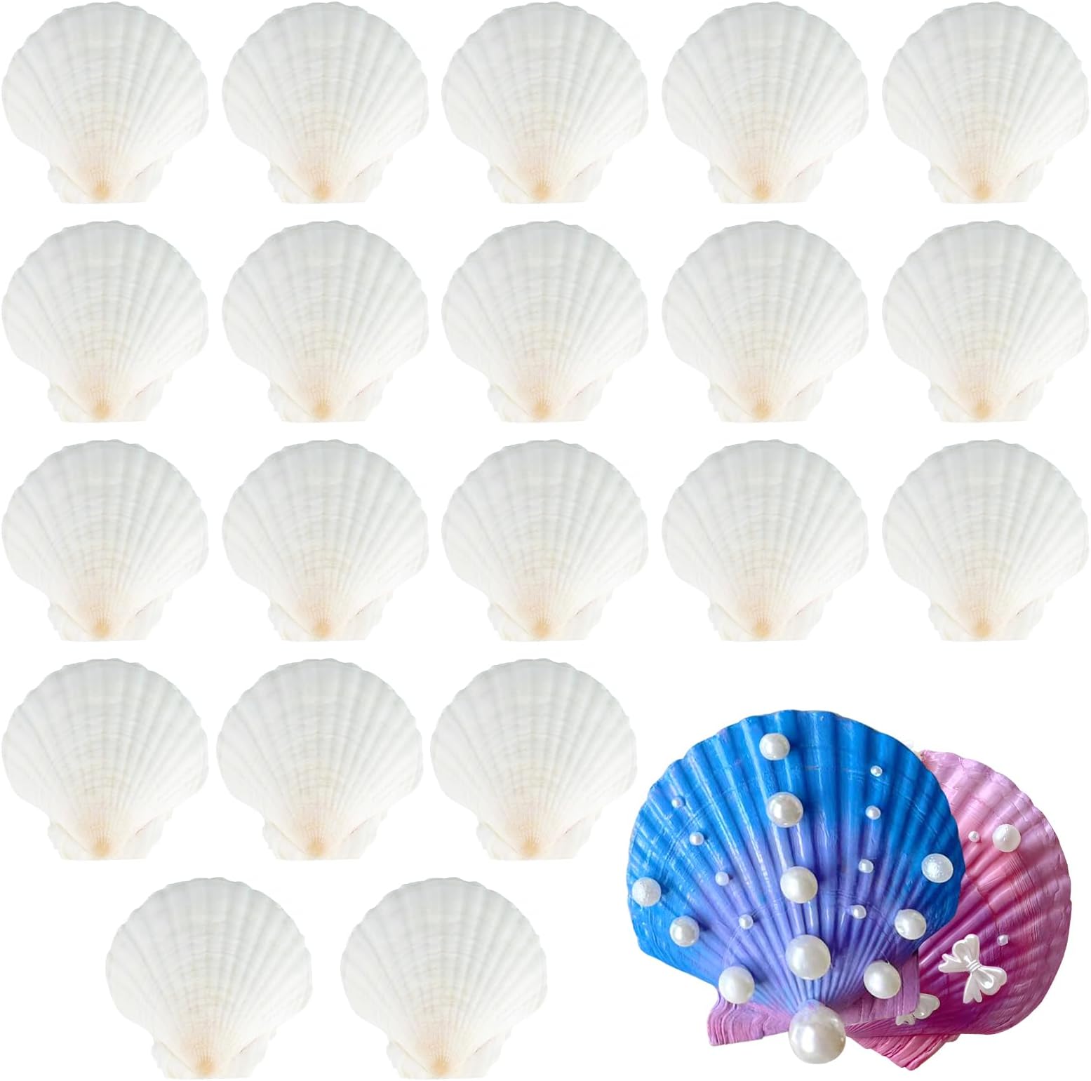 TaoQ C 30 PCS Scallop Shells Natural Seashell, 6cm-8cm White Scallop ...
