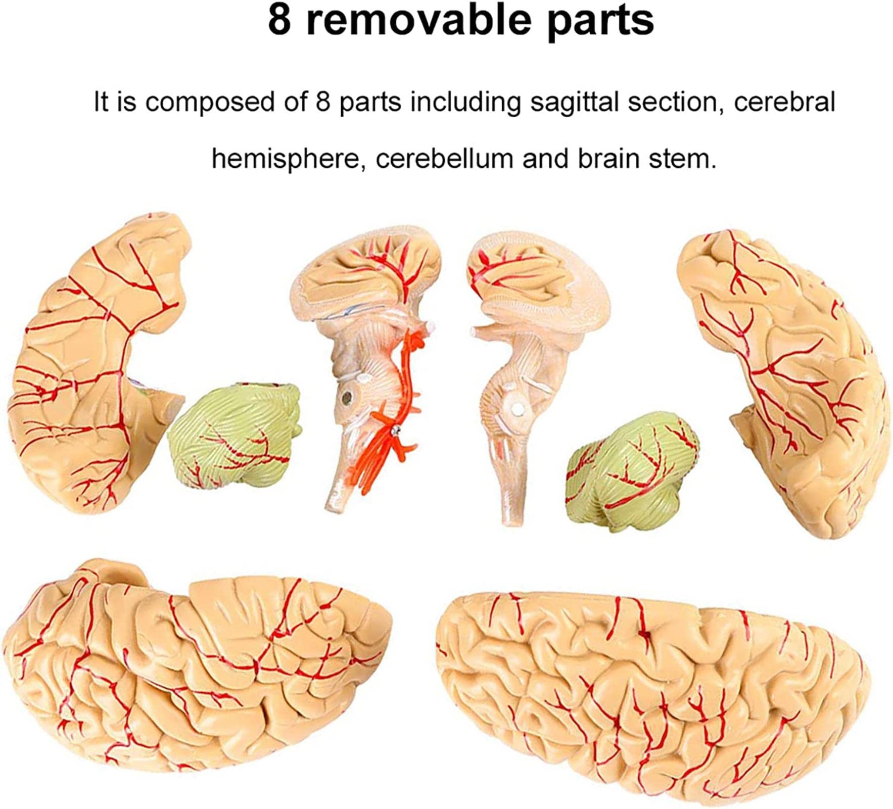 Diencephalon Region Modle Diencephalon An Overview | ScienceDirect