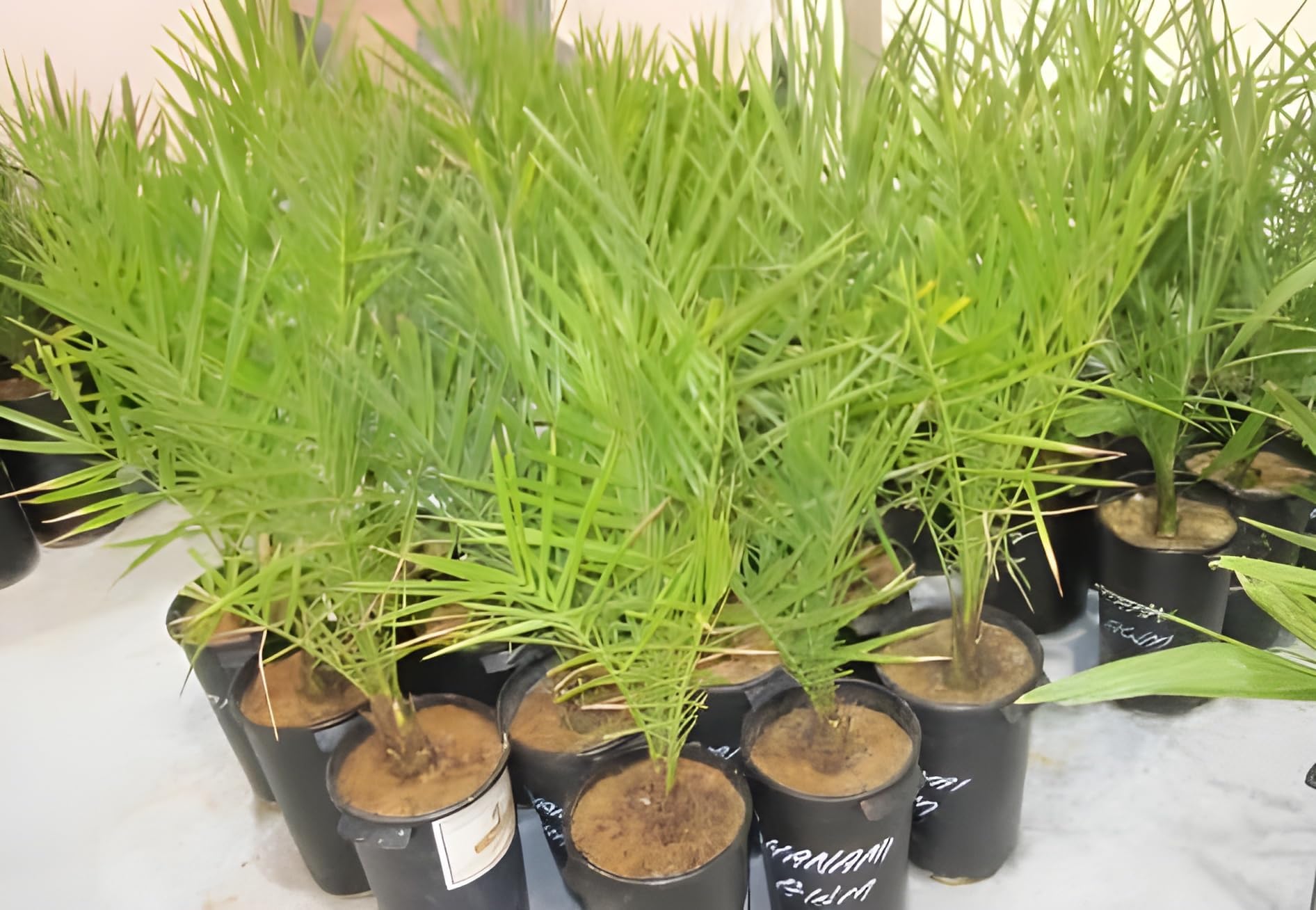ARABIAN KHAJUR/DATE PALM TISSUE CULTURE TREE LIVE GARDEN PLANT : Amazon ...