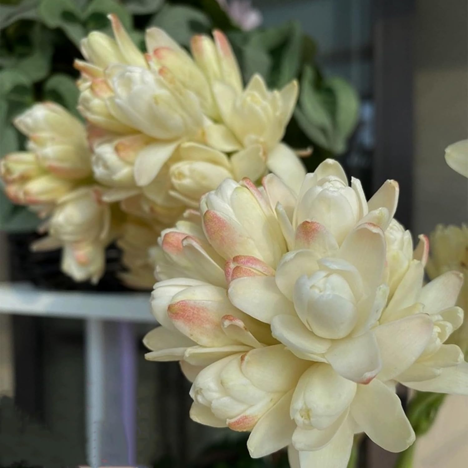 Amazon.com : Tuberose Bulbs Double,Tuberose Flower Plant,Tuberose Plant ...