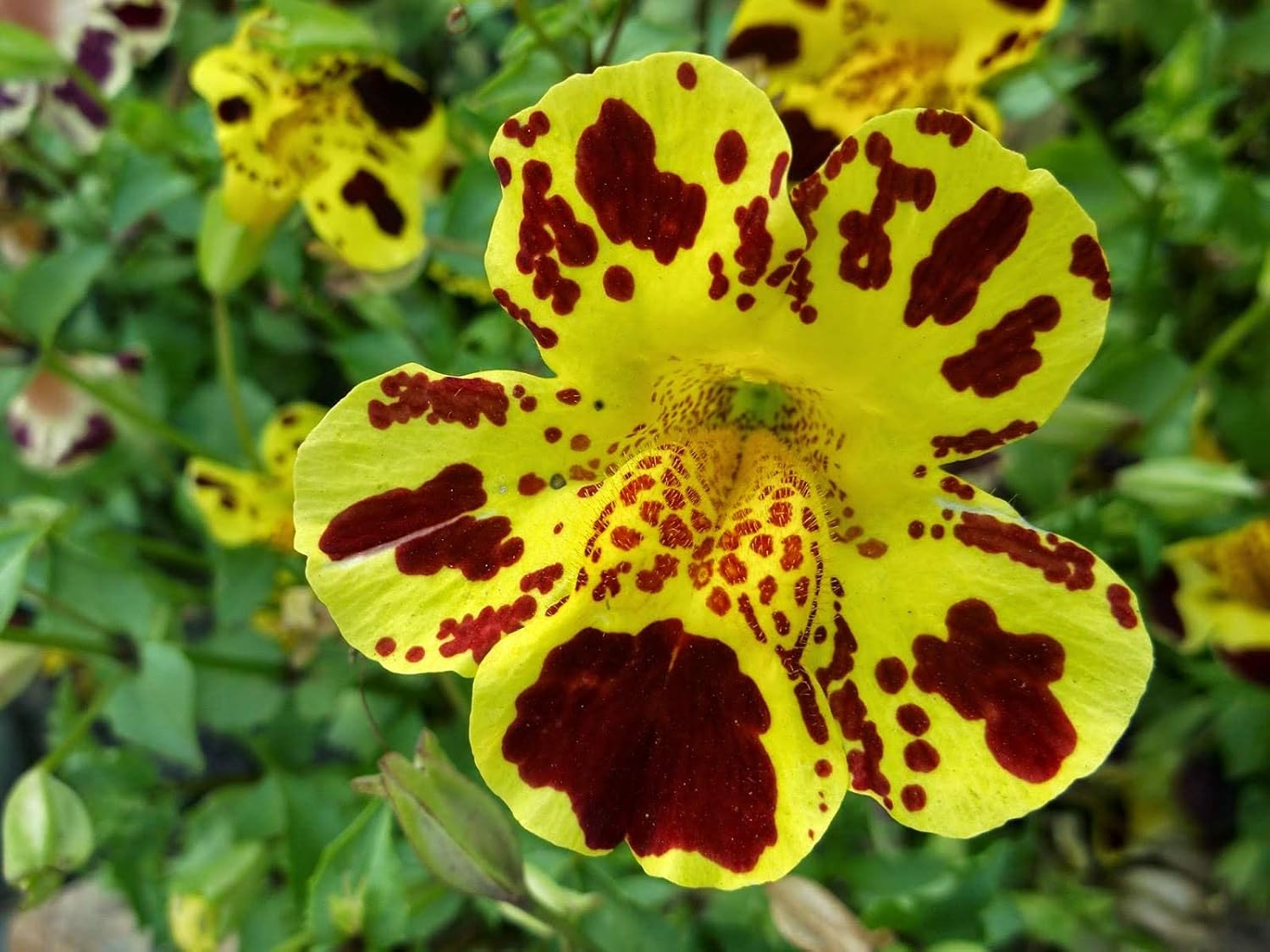 Amazon.com : Seeds4planting - Seeds Mimulus Seep Monkeyflower Mix ...