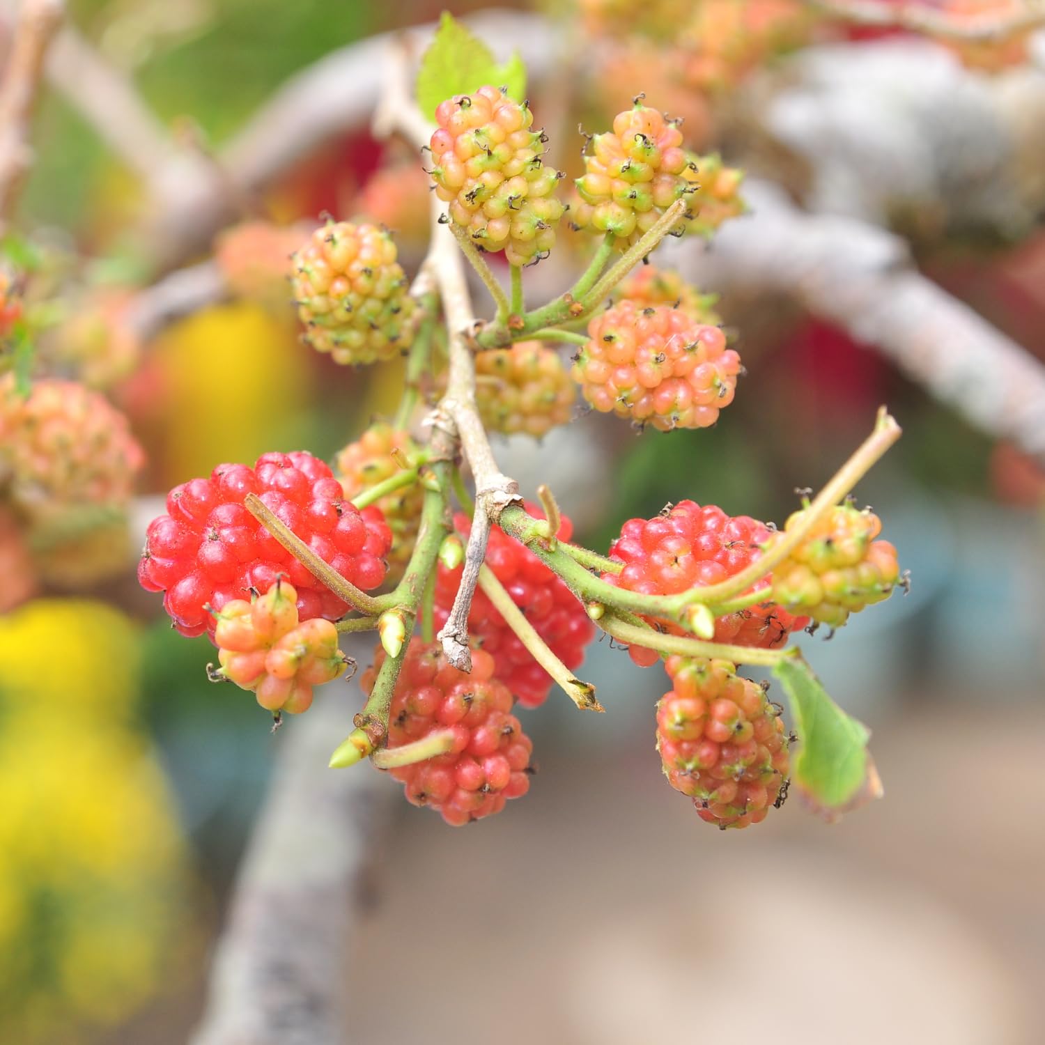 Red Mulberry Fruit Edible