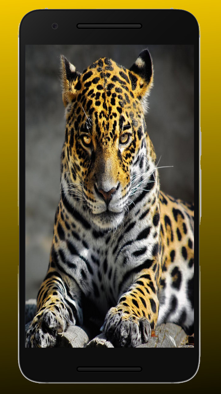 HD animal wallpapers - App on Amazon Appstore