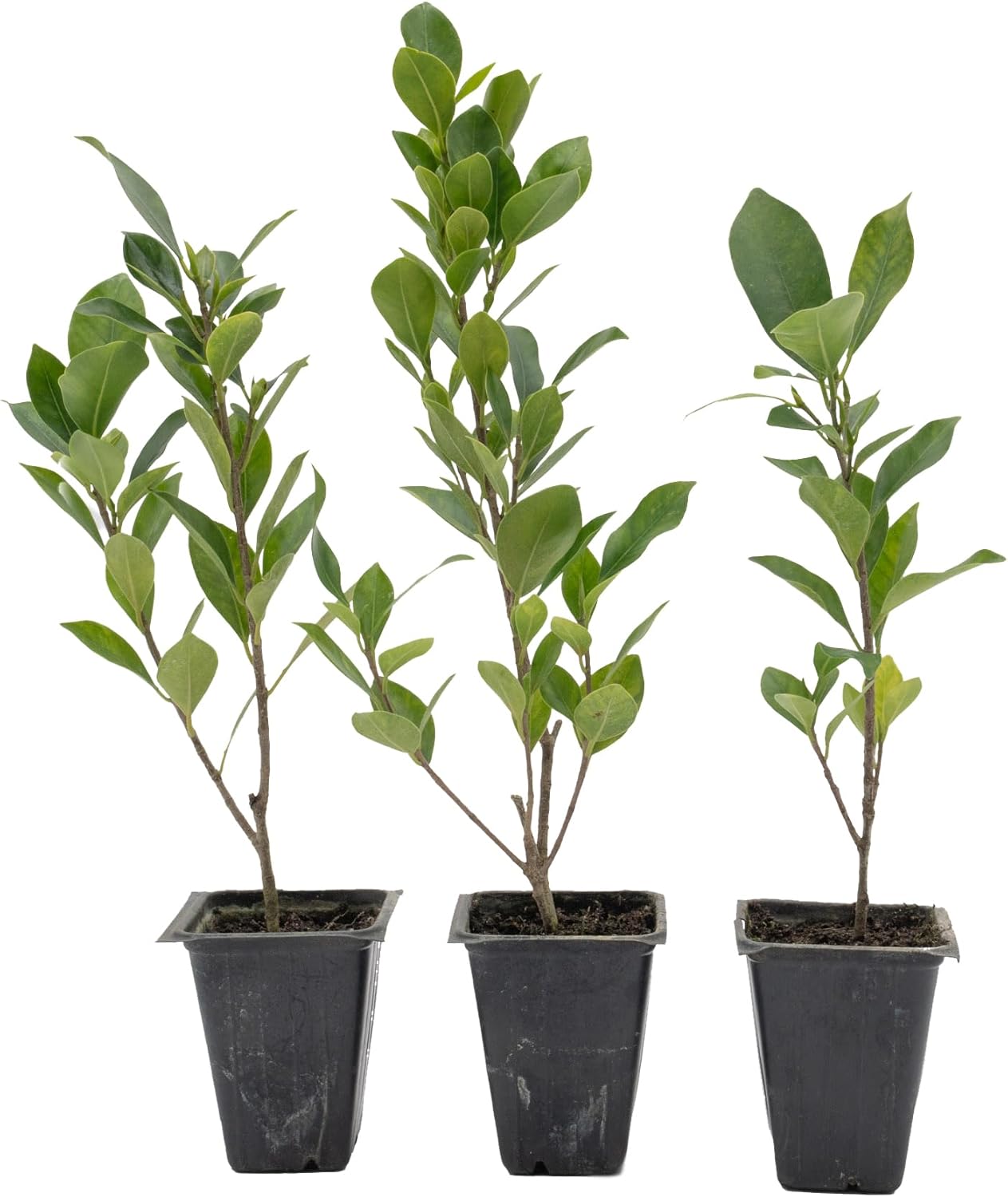 Amazon.com : 3 Indian Laurel Figs – Live Ficus Nitida Plant – Hardy ...