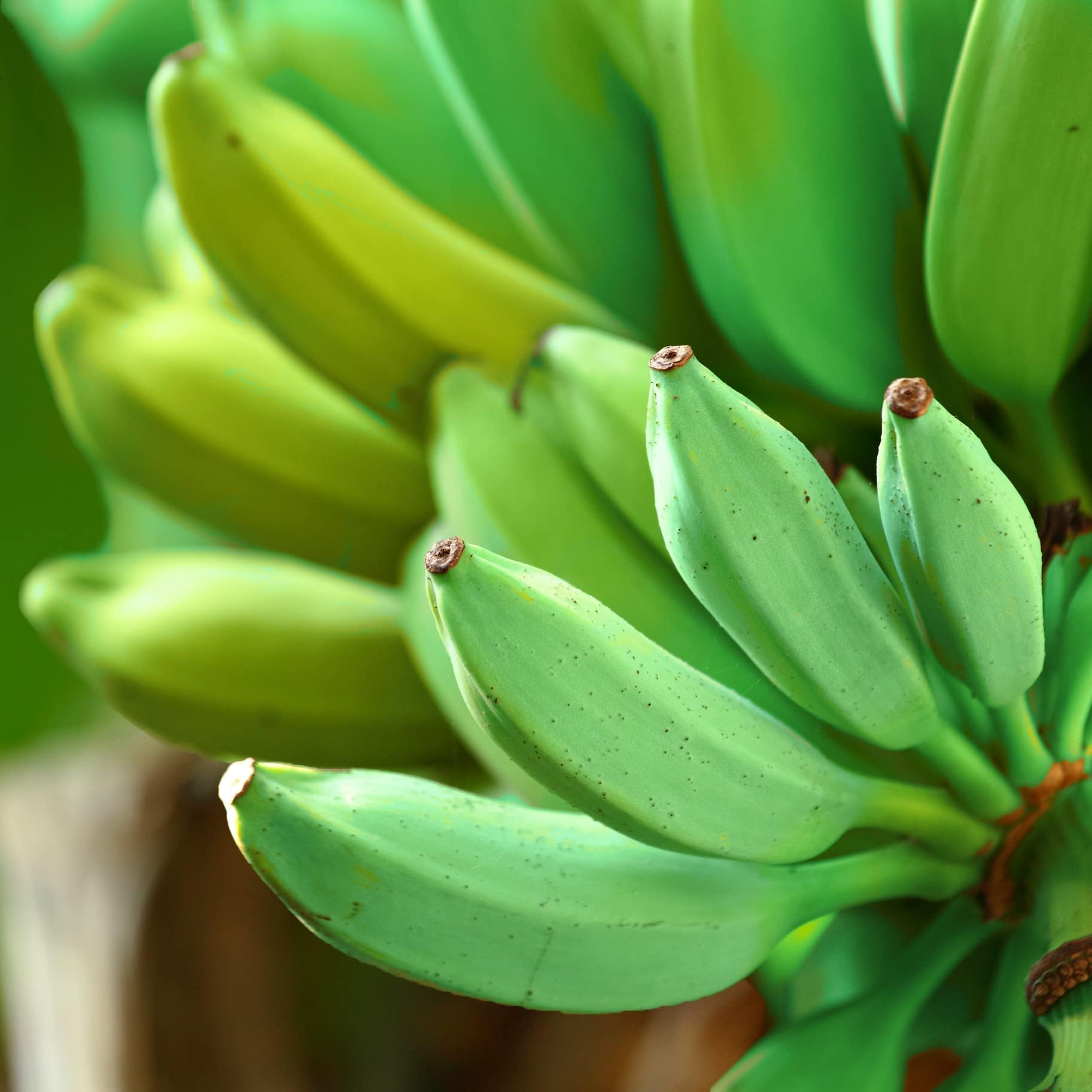 Amazon.com : Ice Cream Banana Tree Live Plant (Blue Java) - Musa ...