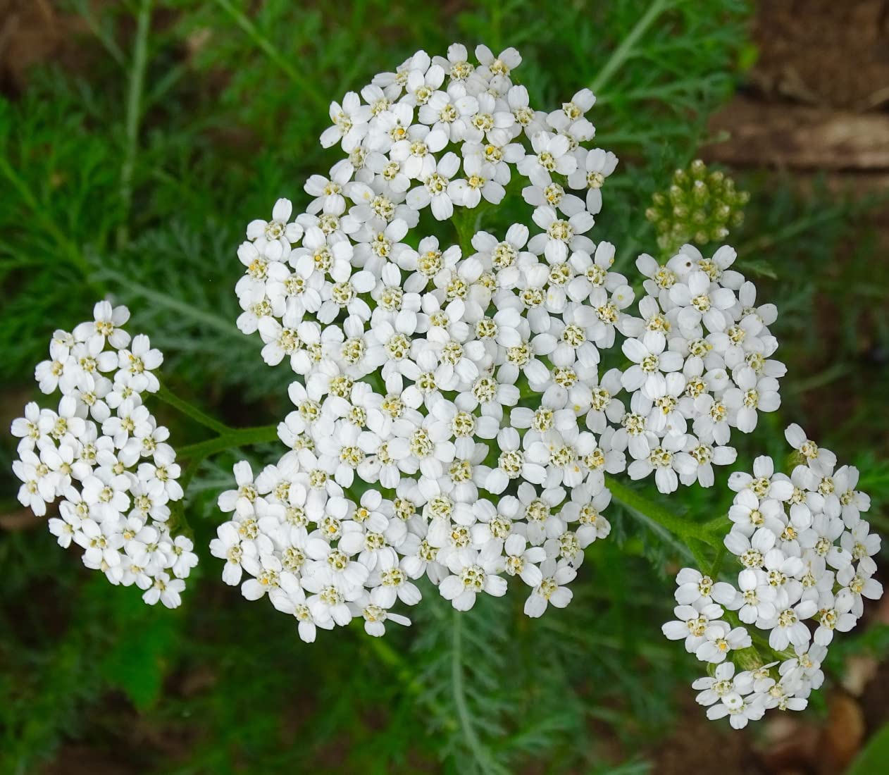Amazon.com : Earthcare Seeds Yarrow White 10,000 Seeds (Achillea ...