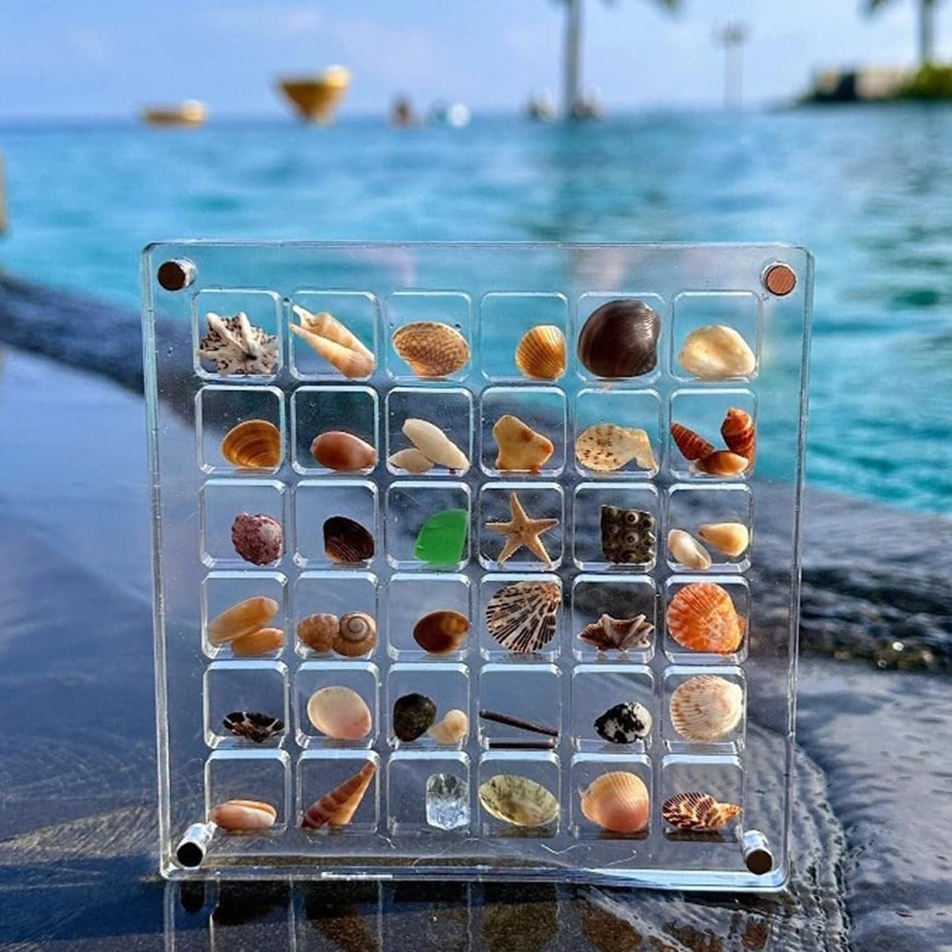 Amazon.com: Gaukomzs Acrylic Magnetic Seashell Display Box, Grids Clear ...