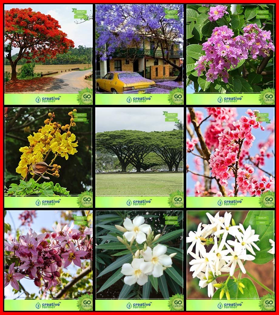Buy OhhSome Summer Combo Tree : Jacaranda, Gulmohar, Lagerstroemia ...