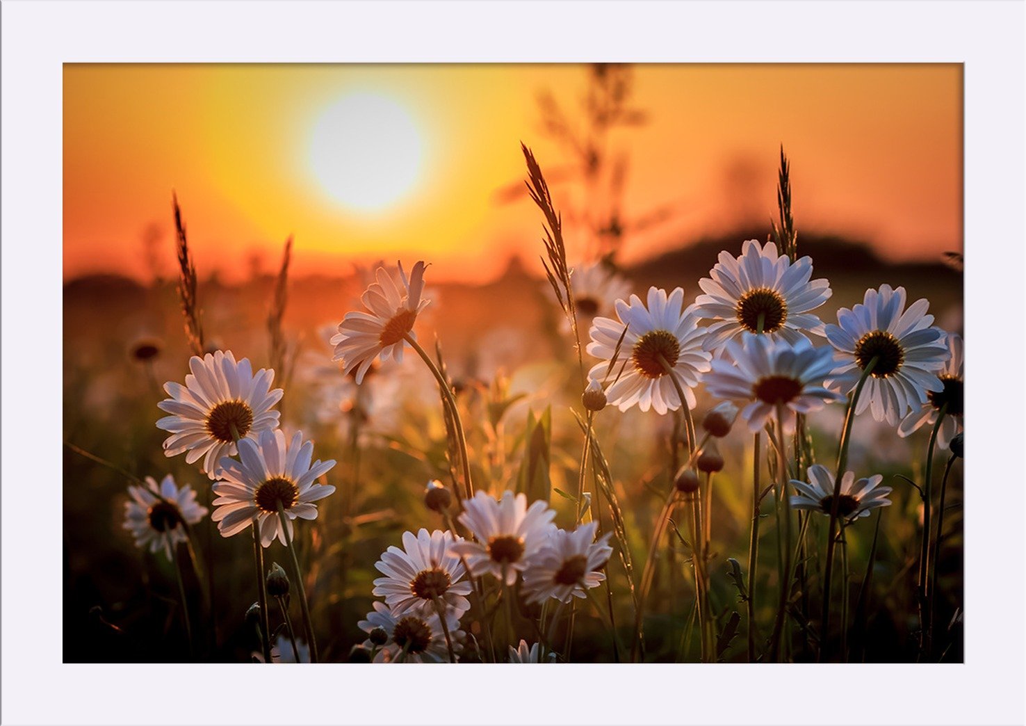 Daisy Field Sunset