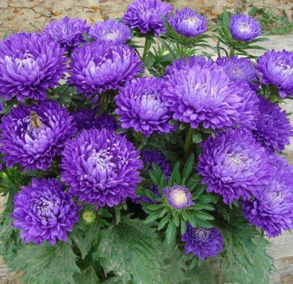 Amazon.com : 50+ Duchess Dark Blue Peony Aster Flower Seeds allistephus ...